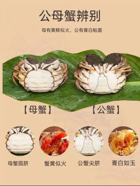 螃蟹怎么挑选公母_公母蟹怎么分辨-第1张图片-山城妙识