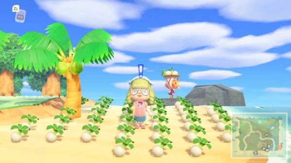 动森大头菜价格什么时候最高_大头菜周日买入技巧-第2张图片-山城妙识