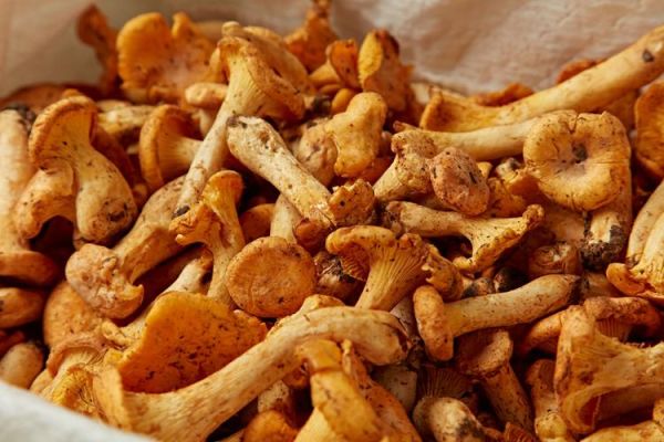 鸡油菌不能和什么一起吃_哪些人不能吃鸡油菌-第3张图片-山城妙识