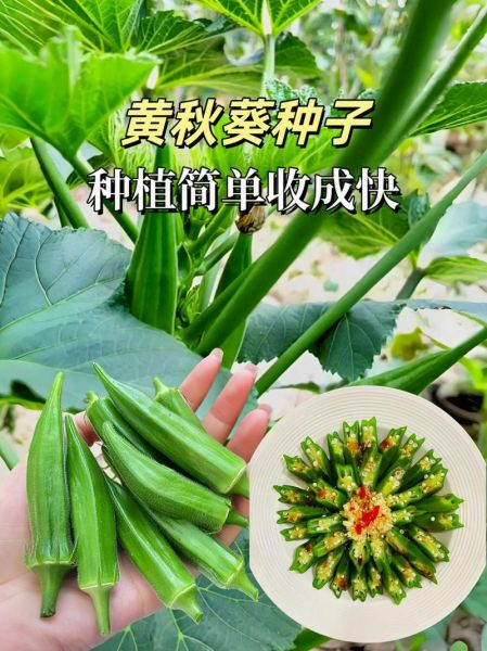 秋葵种子有什么功效_秋葵种子怎么吃最好-第1张图片-山城妙识 秋葵种子有什么功效_秋葵种子怎么吃最好-第1张图片-山城妙识