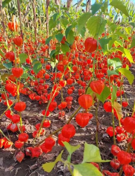 红菇娘的功效与作用_红菇娘怎么吃效果最好-第1张图片-山城妙识 红菇娘的功效与作用_红菇娘怎么吃效果最好-第1张图片-山城妙识