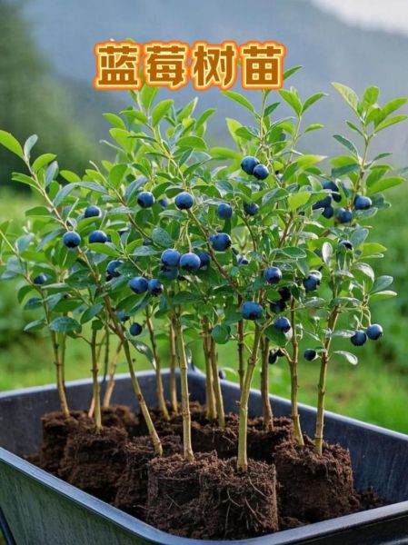 野生蓝莓树长什么样_如何分辨真假-第3张图片-山城妙识 野生蓝莓树长什么样_如何分辨真假-第3张图片-山城妙识