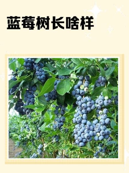 野生蓝莓树长什么样_如何分辨真假-第2张图片-山城妙识 野生蓝莓树长什么样_如何分辨真假-第2张图片-山城妙识