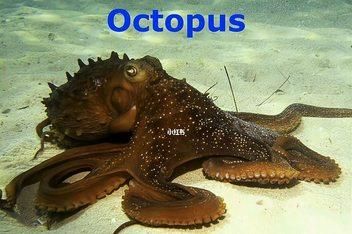 章鱼英语怎么写_章鱼英文发音-第3张图片-山城妙识