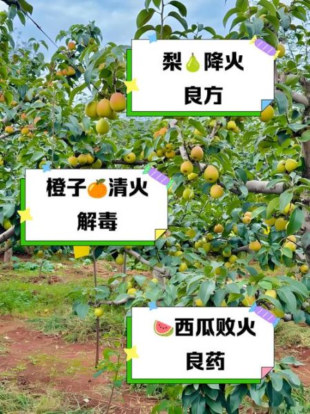 吃什么水果容易上火_哪些水果吃了会上火-第2张图片-山城妙识