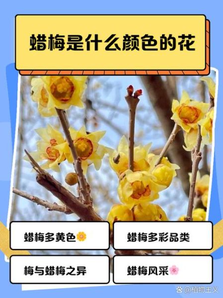 蜡梅花和腊梅花一样吗_蜡梅与腊梅的区别-第2张图片-山城妙识