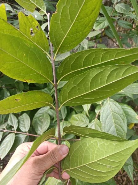 蜡梅花和腊梅花一样吗_蜡梅与腊梅的区别-第1张图片-山城妙识