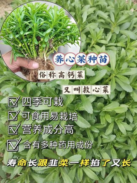 养心菜怎么种_养心菜种植技术-第3张图片-山城妙识 养心菜怎么种_养心菜种植技术-第3张图片-山城妙识