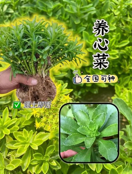 养心菜怎么种_养心菜种植技术-第2张图片-山城妙识 养心菜怎么种_养心菜种植技术-第2张图片-山城妙识