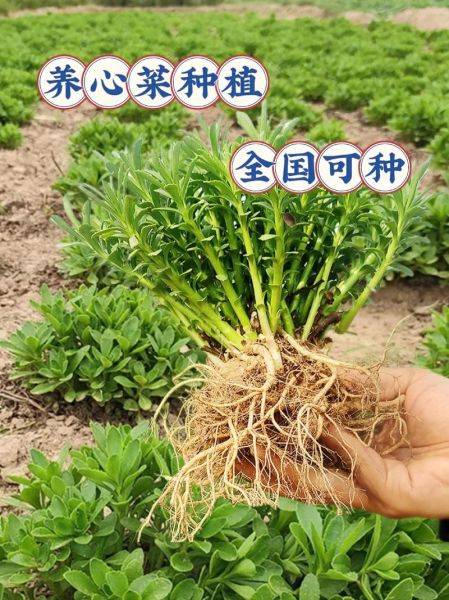 养心菜怎么种_养心菜种植技术-第1张图片-山城妙识 养心菜怎么种_养心菜种植技术-第1张图片-山城妙识