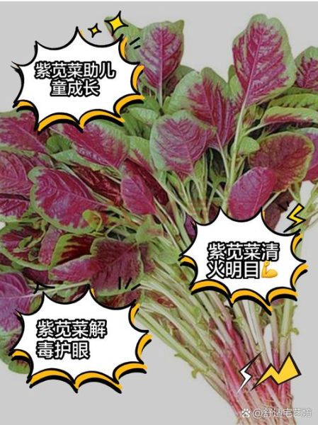 紫苋菜怎么做好吃_紫苋菜的家常做法-第1张图片-山城妙识