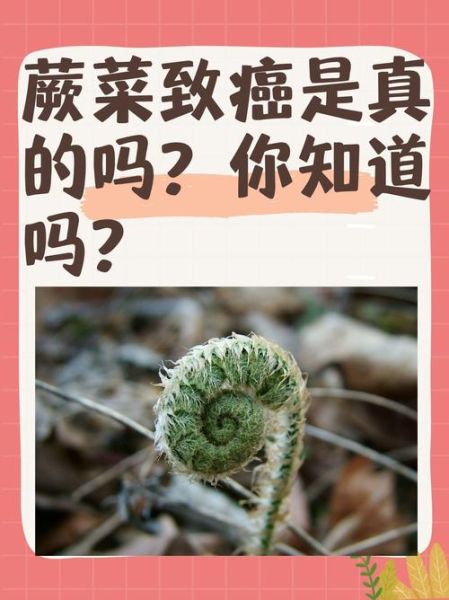蕨菜致癌是真的吗_央视权威解读-第1张图片-山城妙识 蕨菜致癌是真的吗_央视权威解读-第1张图片-山城妙识