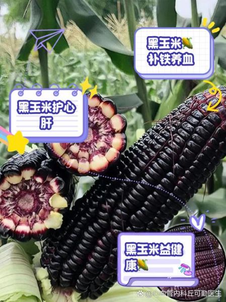 黑玉米的功效与作用_黑玉米的营养价值高吗-第2张图片-山城妙识 黑玉米的功效与作用_黑玉米的营养价值高吗-第2张图片-山城妙识
