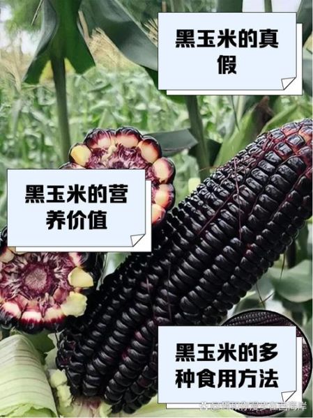 黑玉米的功效与作用_黑玉米的营养价值高吗-第1张图片-山城妙识 黑玉米的功效与作用_黑玉米的营养价值高吗-第1张图片-山城妙识