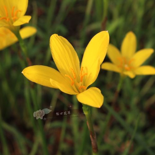 葱兰图片怎么拍_葱兰和风雨兰区别-第1张图片-山城妙识