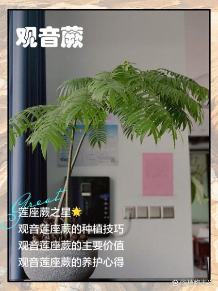 蕨怎么读_蕨字拼音与常见误读-第3张图片-山城妙识 蕨怎么读_蕨字拼音与常见误读-第3张图片-山城妙识