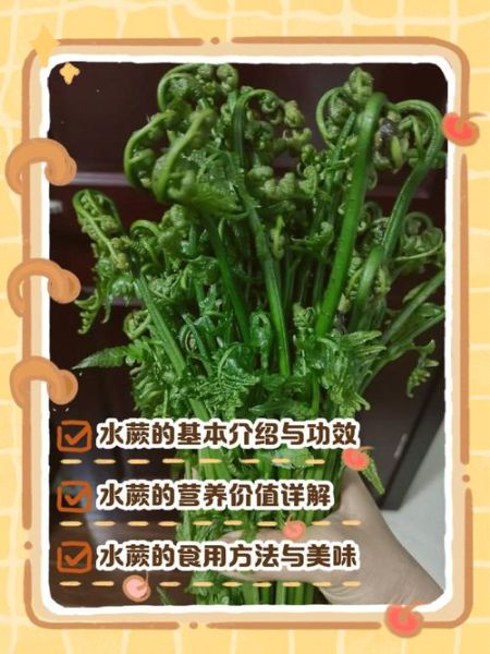 蕨怎么读_蕨字拼音与常见误读-第2张图片-山城妙识 蕨怎么读_蕨字拼音与常见误读-第2张图片-山城妙识