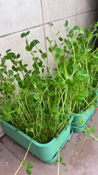 豌豆芽苗菜怎么种_豌豆芽苗菜营养价值-第1张图片-山城妙识