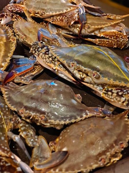 梭子蟹死了能吃吗_死了多久不能吃-第1张图片-山城妙识 梭子蟹死了能吃吗_死了多久不能吃-第1张图片-山城妙识