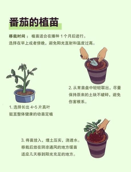 西红柿怎么种_西红柿种植管理技巧-第1张图片-山城妙识