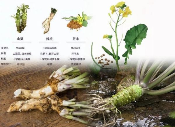 芥末和辣根哪个更辣_口感区别到底在哪-第3张图片-山城妙识 芥末和辣根哪个更辣_口感区别到底在哪-第3张图片-山城妙识