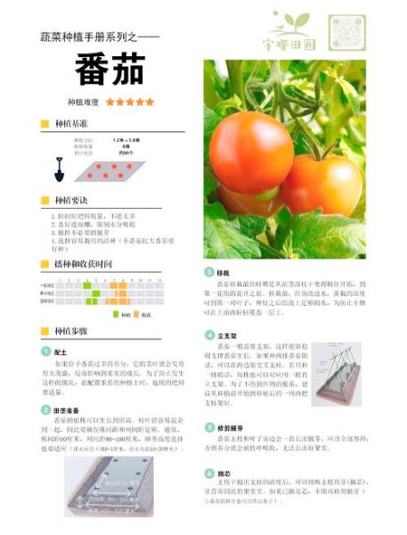 西红柿怎么种_西红柿种植管理技巧-第2张图片-山城妙识