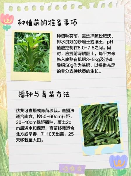 秋葵怎么种_秋葵种植时间和方法-第2张图片-山城妙识