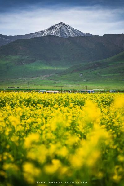 门源油菜花什么时候开_花期持续多久-第1张图片-山城妙识 门源油菜花什么时候开_花期持续多久-第1张图片-山城妙识
