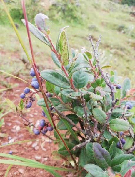 野生蓝莓图片大全大图_如何分辨真假野生蓝莓-第1张图片-山城妙识