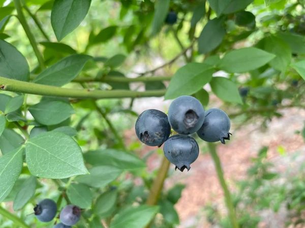 野生蓝莓图片大全大图_如何分辨真假野生蓝莓-第3张图片-山城妙识