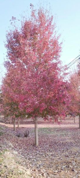 美国红枫多久能长到10米_美国红枫耐寒多少度-第2张图片-山城妙识 美国红枫多久能长到10米_美国红枫耐寒多少度-第2张图片-山城妙识