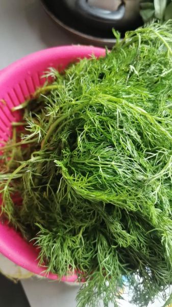 茴香菜怎么包饺子_茴香菜饺子馅怎么调-第2张图片-山城妙识 茴香菜怎么包饺子_茴香菜饺子馅怎么调-第2张图片-山城妙识