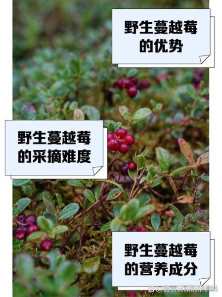 蔓越莓怎么种植_蔓越莓适合什么土壤-第1张图片-山城妙识 蔓越莓怎么种植_蔓越莓适合什么土壤-第1张图片-山城妙识