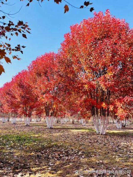 美国红枫多久能长到10米_美国红枫耐寒多少度-第3张图片-山城妙识 美国红枫多久能长到10米_美国红枫耐寒多少度-第3张图片-山城妙识