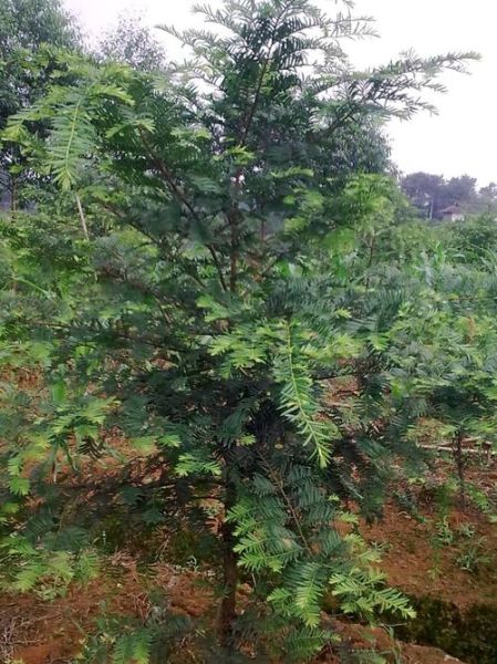 南方红豆杉图片_南方红豆杉长什么样-第1张图片-山城妙识