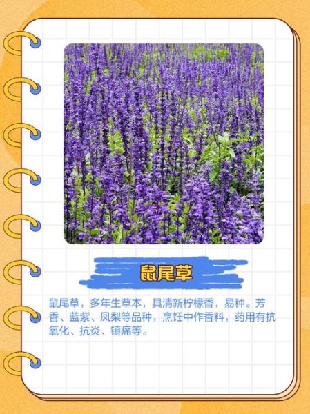 香草图片大全_如何辨别香草种类-第2张图片-山城妙识 香草图片大全_如何辨别香草种类-第2张图片-山城妙识