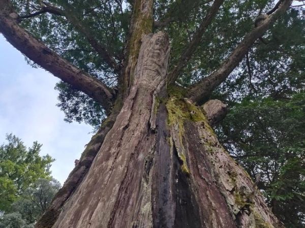 南方红豆杉图片_南方红豆杉长什么样-第2张图片-山城妙识