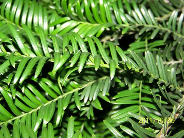 南方红豆杉图片_南方红豆杉长什么样-第3张图片-山城妙识