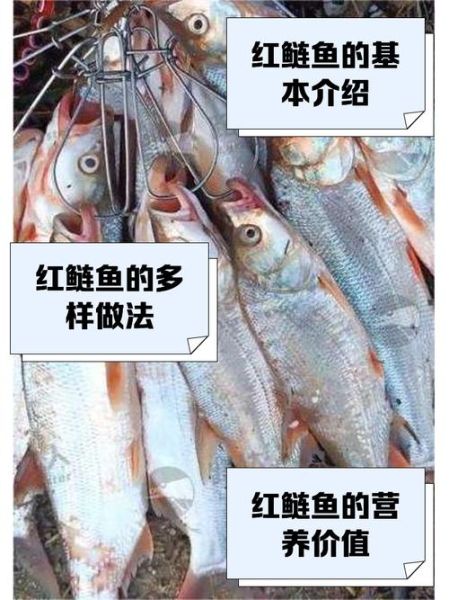 红鱼的营养价值_红鱼的功效与作用-第3张图片-山城妙识 红鱼的营养价值_红鱼的功效与作用-第3张图片-山城妙识