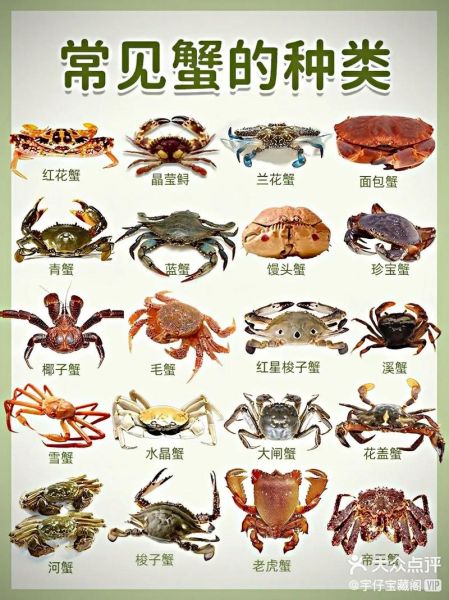 螃蟹怎么养_家里养螃蟹要注意什么-第1张图片-山城妙识 螃蟹怎么养_家里养螃蟹要注意什么-第1张图片-山城妙识