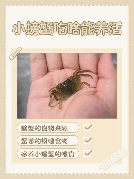 螃蟹怎么养_家里养螃蟹要注意什么-第2张图片-山城妙识 螃蟹怎么养_家里养螃蟹要注意什么-第2张图片-山城妙识