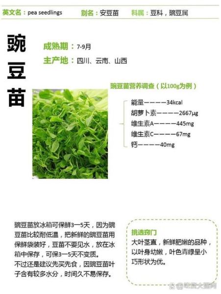 豌豆苗的营养价值_豌豆苗怎么吃最营养-第1张图片-山城妙识