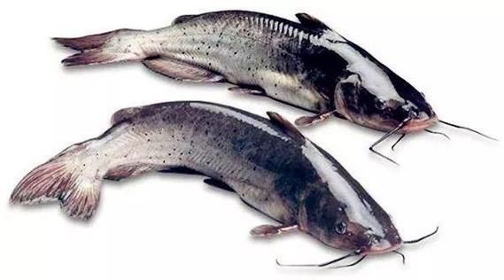 土鲶和鲶鱼区别_土鲶怎么做好吃-第3张图片-山城妙识 土鲶和鲶鱼区别_土鲶怎么做好吃-第3张图片-山城妙识