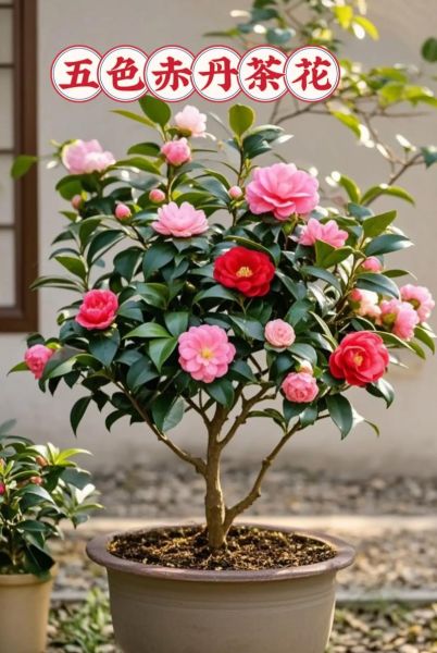 茶花图片大全大图_如何挑选高清茶花图-第2张图片-山城妙识 茶花图片大全大图_如何挑选高清茶花图-第2张图片-山城妙识