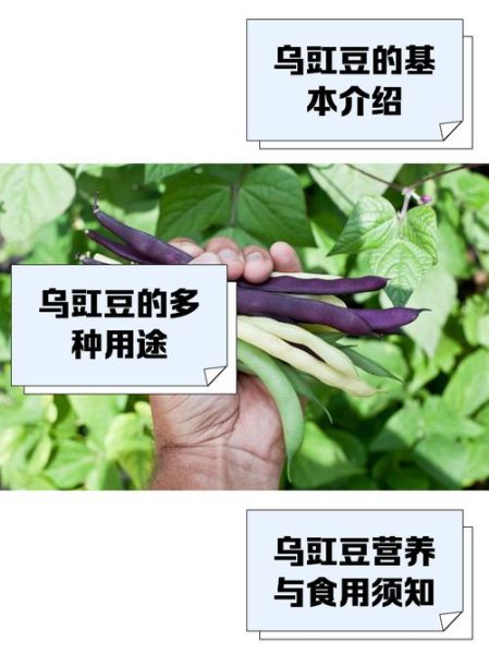 乌豇豆的功效与作用_乌豇豆怎么吃最养肾-第2张图片-山城妙识