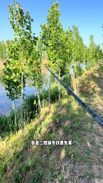 黑鱼窝图片_黑鱼窝长什么样-第1张图片-山城妙识 黑鱼窝图片_黑鱼窝长什么样-第1张图片-山城妙识