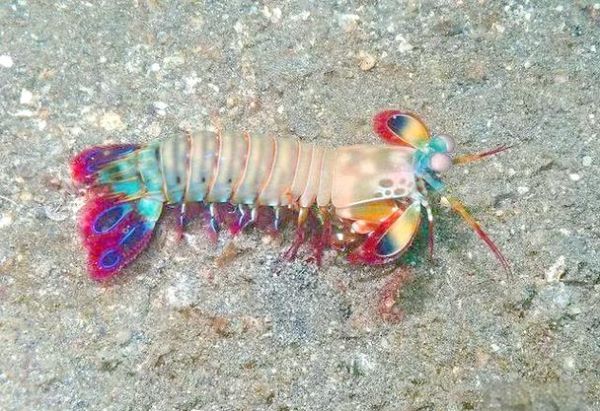 雀尾螳螂虾为什么这么厉害_雀尾螳螂虾攻击速度有多快-第3张图片-山城妙识 雀尾螳螂虾为什么这么厉害_雀尾螳螂虾攻击速度有多快-第3张图片-山城妙识