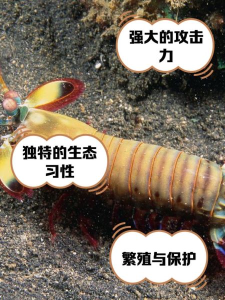 雀尾螳螂虾为什么这么厉害_雀尾螳螂虾攻击速度有多快-第1张图片-山城妙识 雀尾螳螂虾为什么这么厉害_雀尾螳螂虾攻击速度有多快-第1张图片-山城妙识