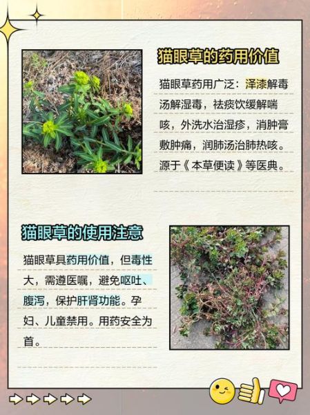 猫眼草的功效与作用_猫眼草能治什么病-第1张图片-山城妙识 猫眼草的功效与作用_猫眼草能治什么病-第1张图片-山城妙识