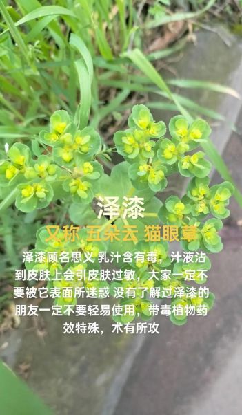 猫眼草的功效与作用_猫眼草能治什么病-第2张图片-山城妙识 猫眼草的功效与作用_猫眼草能治什么病-第2张图片-山城妙识